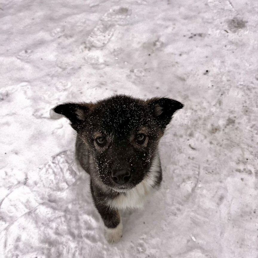 Отдам щенка