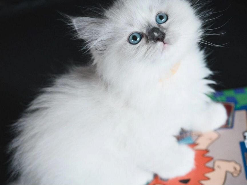 Котята рэгдолл
