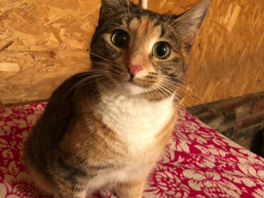 Трехцветная кошечка