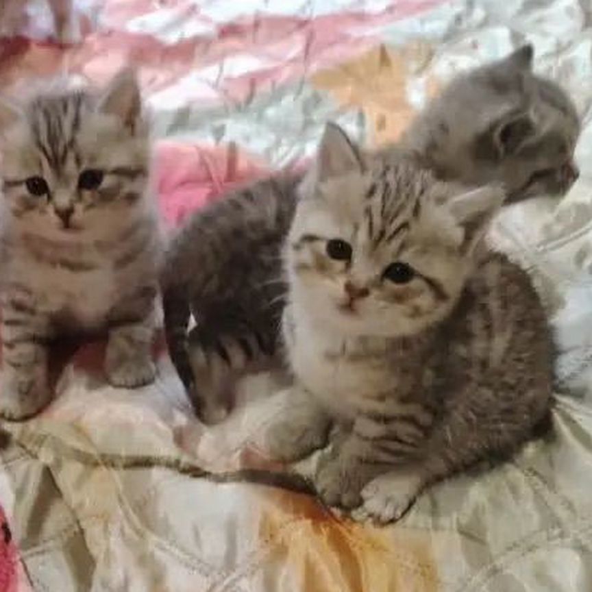 Британский короткошёрстный котёнок