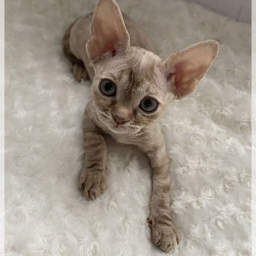 Редкая красотка девон-рекс