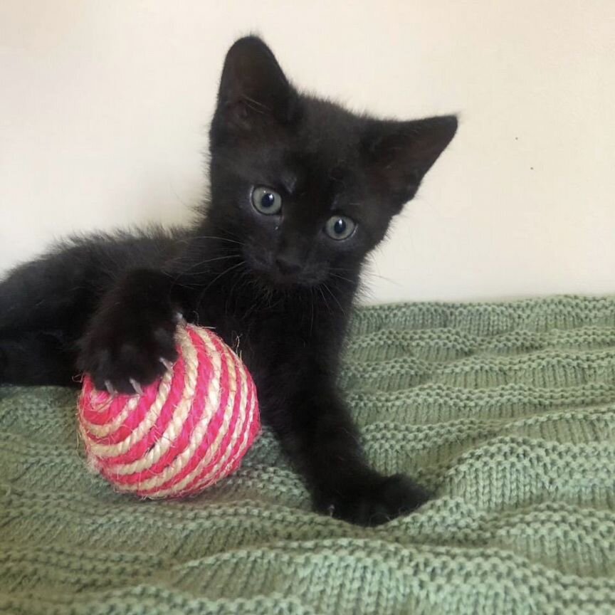 Малышка 1,5 мес котёнок девочка