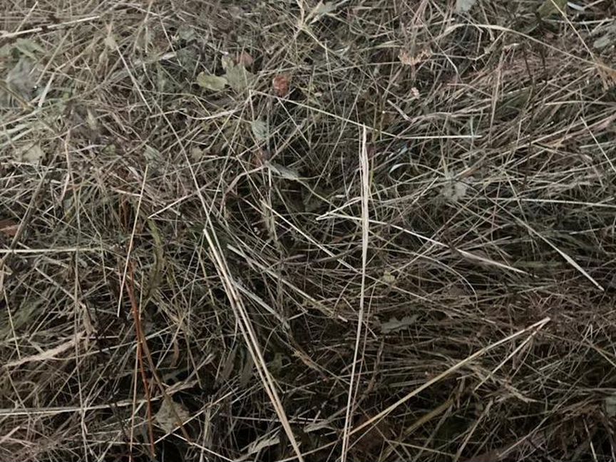 Сено луговое