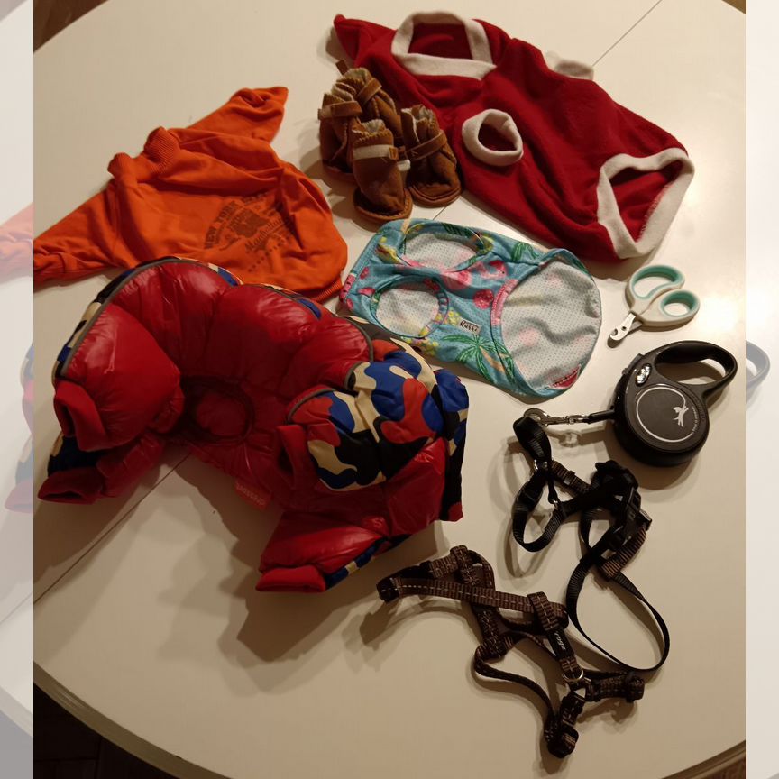 Одежда и амуниция для маленьких собак