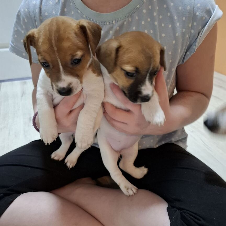 Джек расл терьер щенки