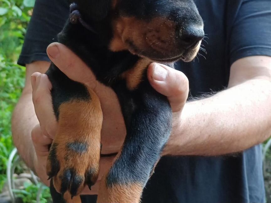 Щенки Добермана