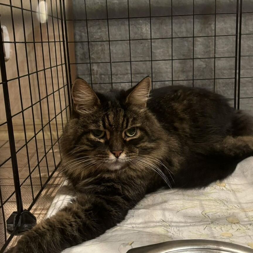 Пристраивается кот,кастрированный