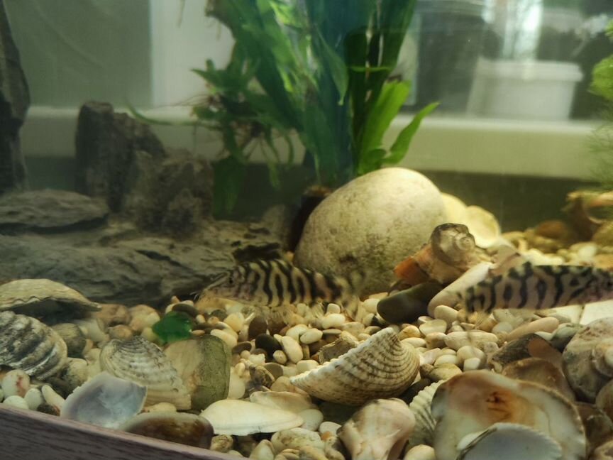 Боция мраморная