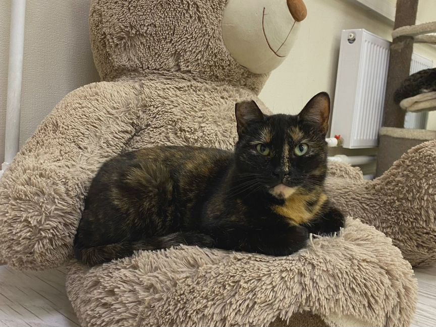 Не надеется