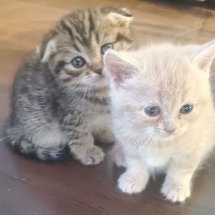 Продам шотландских котят