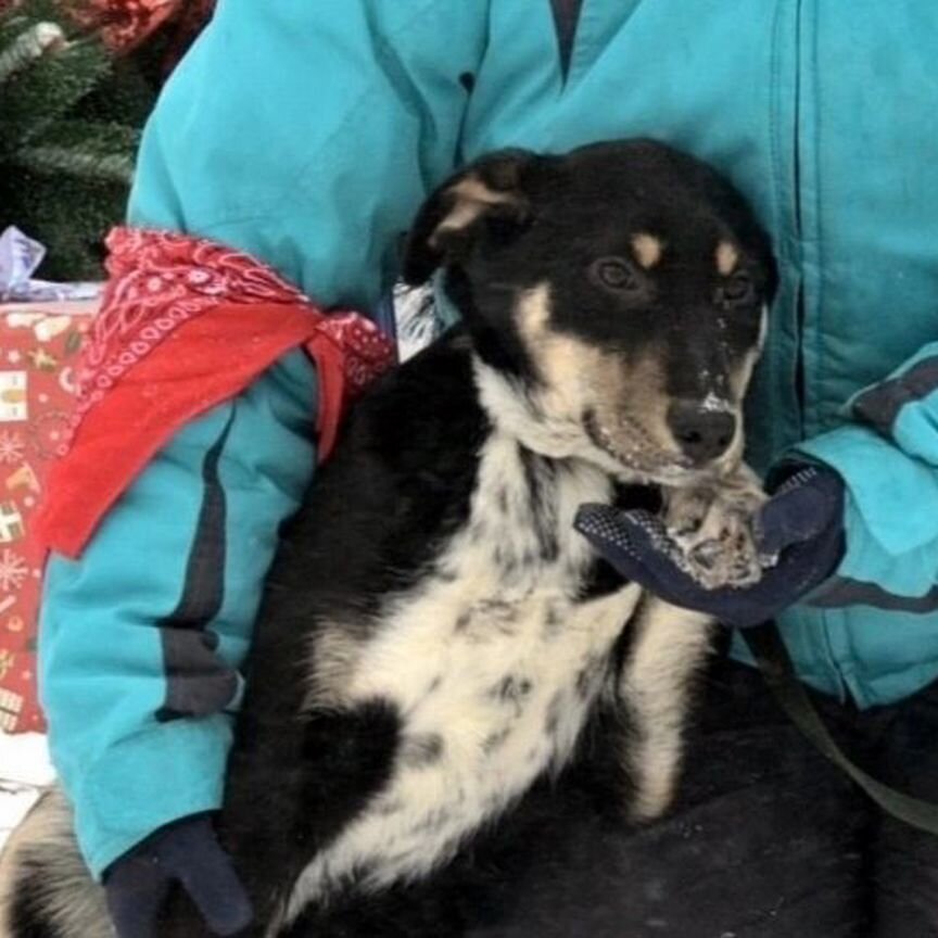 Малыш Лайнус ждёт свою семью