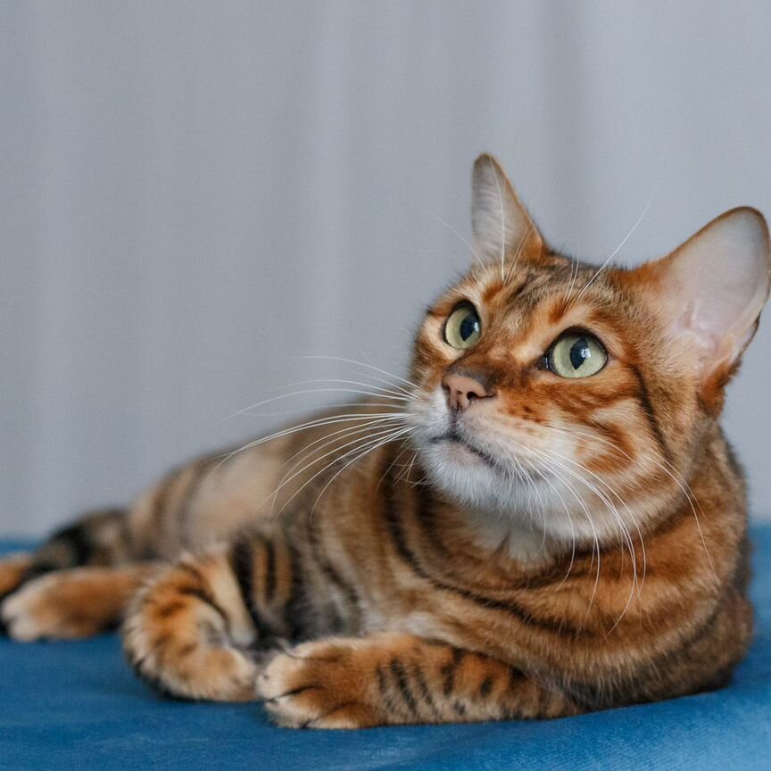 Молотая кошка