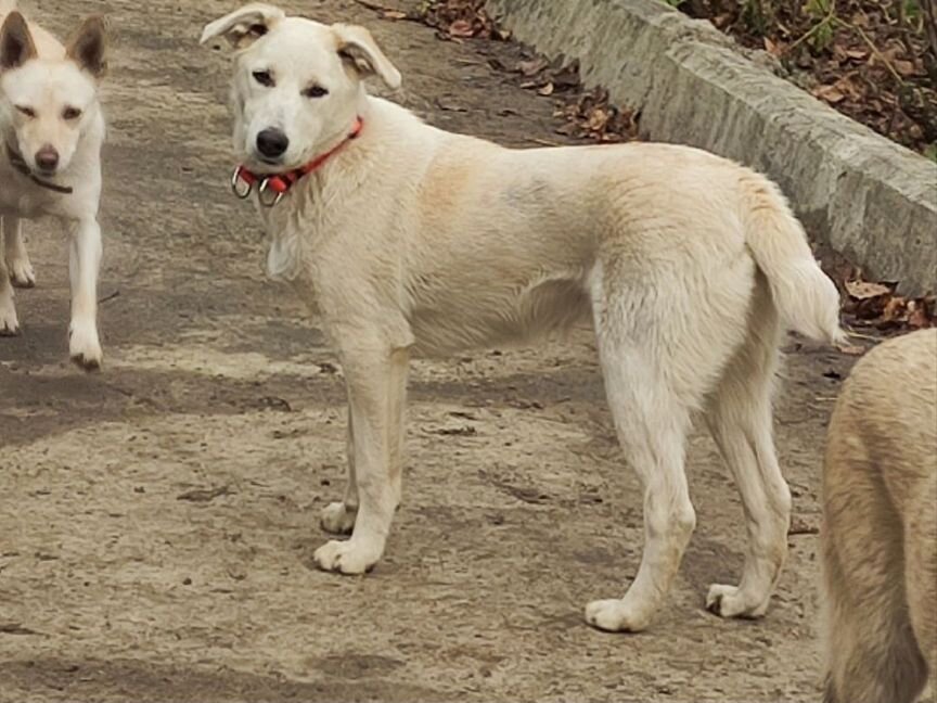 Челси ищет дом