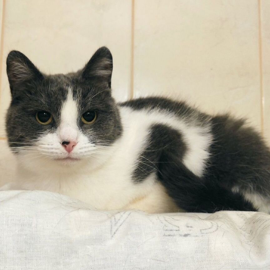 Кошка Белла ищет дом