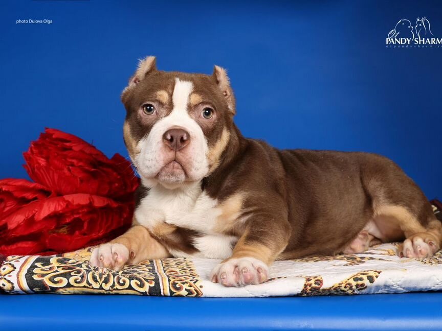 Американский Булли Коко Шанель девочка