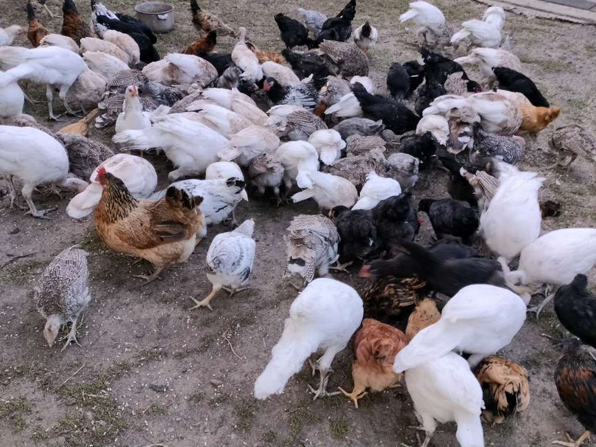 Индюки индюшата