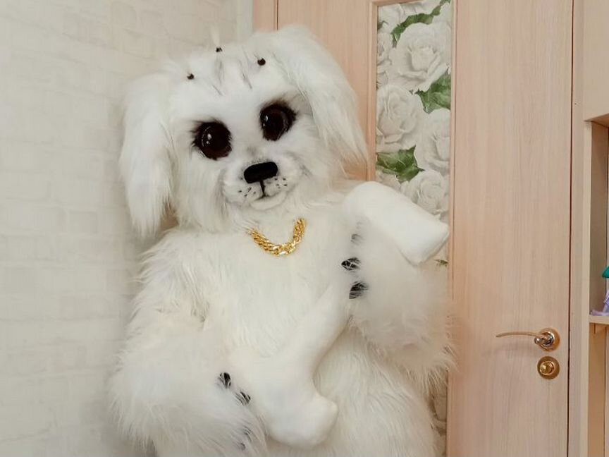 Собака Мальтезе