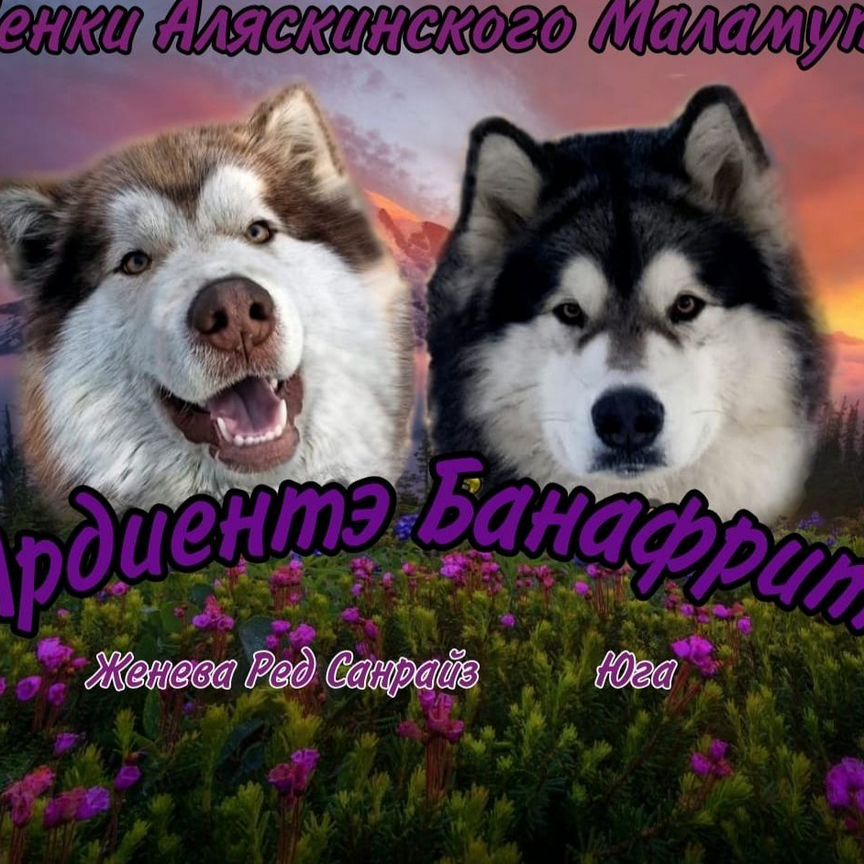 Щенки Аляскинский маламут