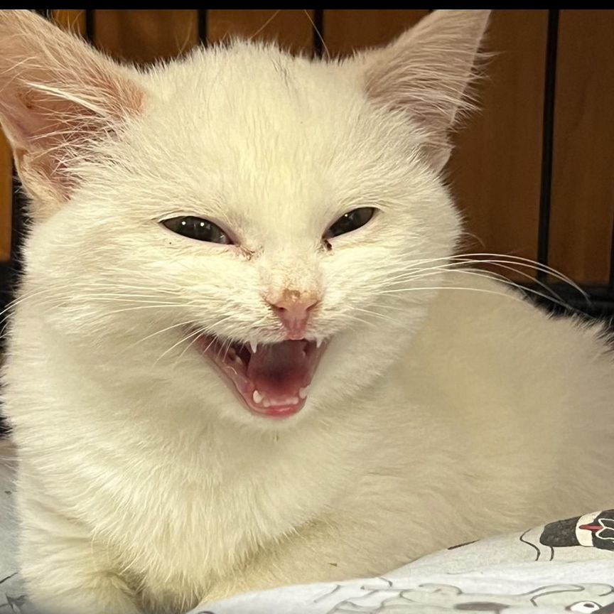 Котик Саймон