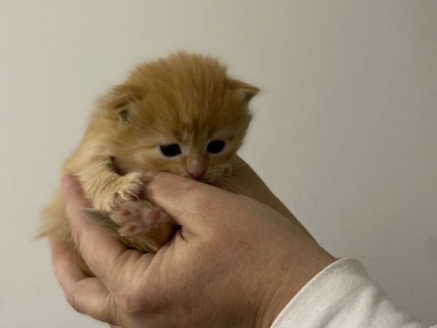 Килограмм счастья в добрые руки