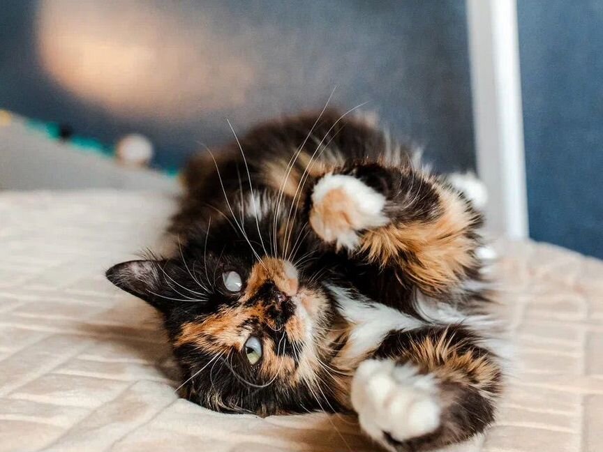 Кот из приюта