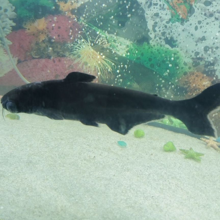 Акулий сом пангасиус