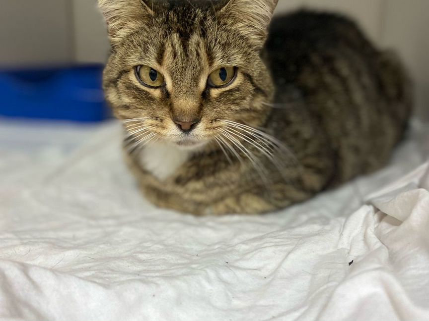 Скромная кошечка Мальва