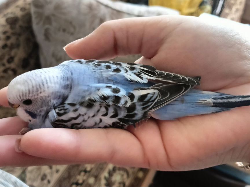 Волнистый попугай