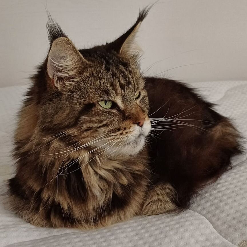 Котёнок мейн-кун