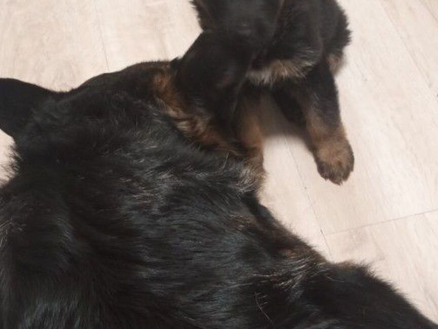 Щенок немецкой овчарки