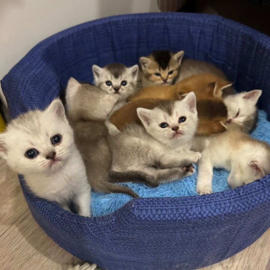 Британский короткошёрстный котёнок