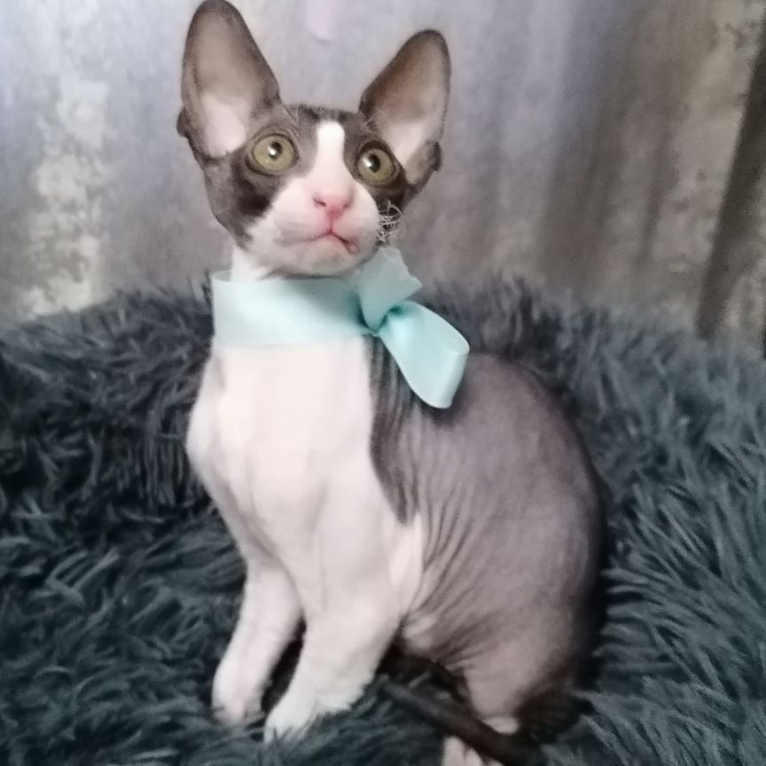 Корниш-рекс котёнок