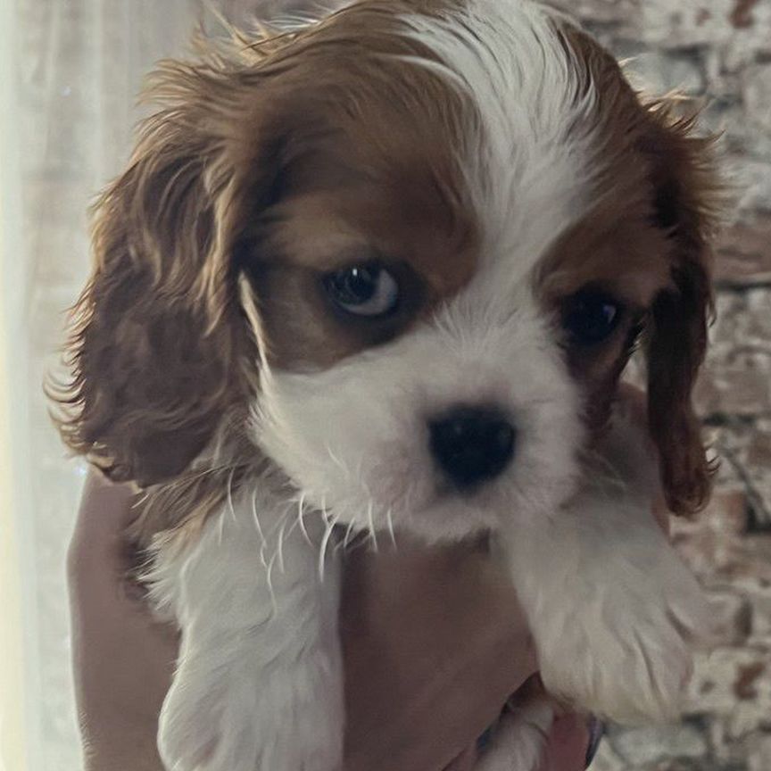 Кавалер кинг-чарльз-спаниель, щенок