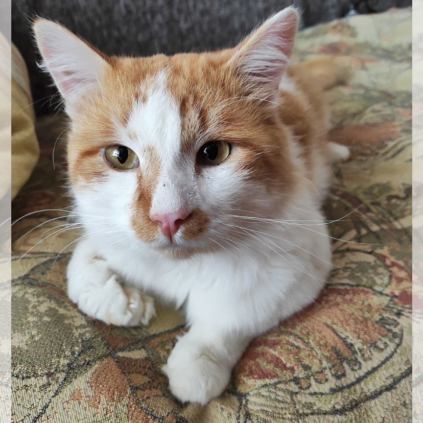 Рыжий котик ищет свою семью