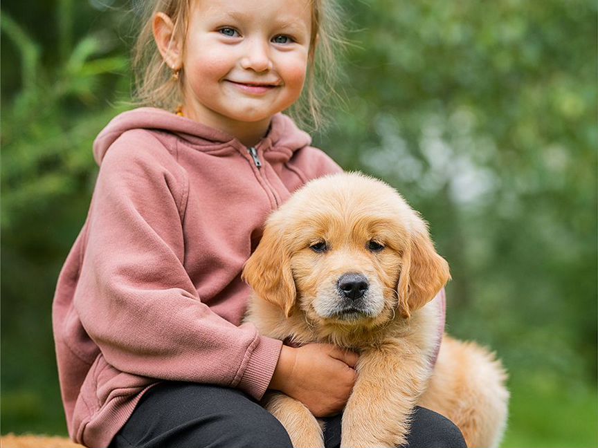 Щенки золотистого ретривера