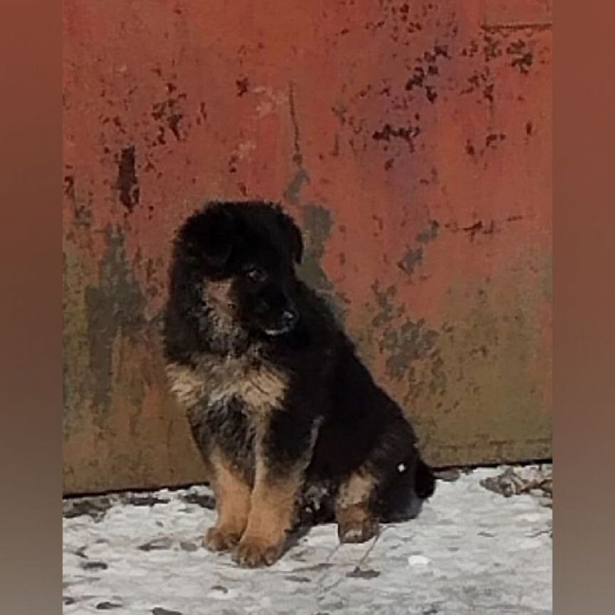 Щенки нуждаются в любящей и доброй семье