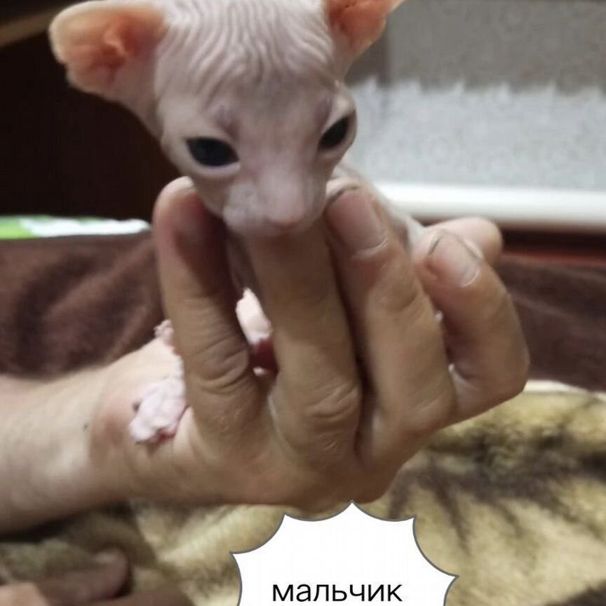 Канадский сфинкс котёнок