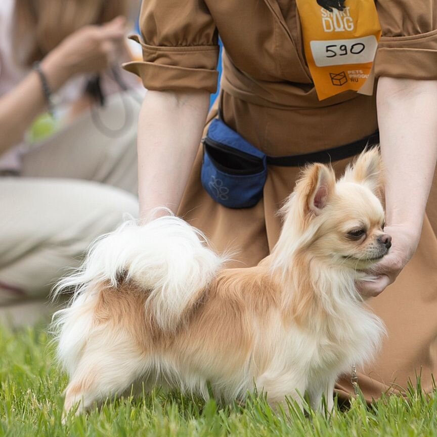 Кобель чихуахуа