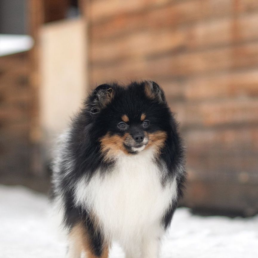 Подрощенный мальчишка триколор