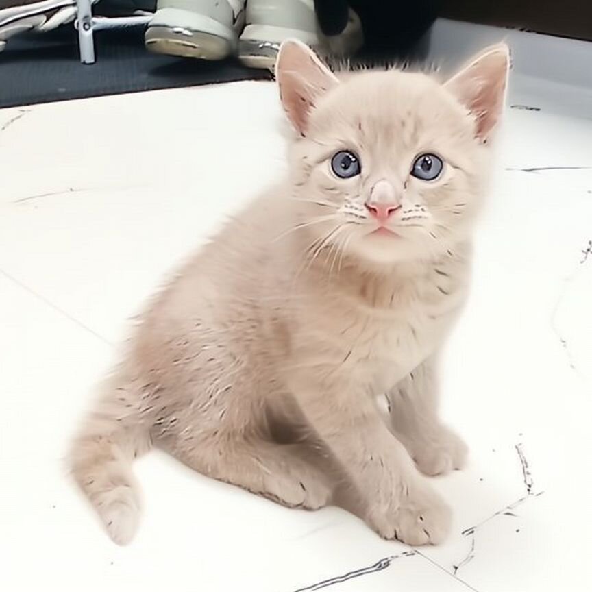 Котёнок от частного владельца