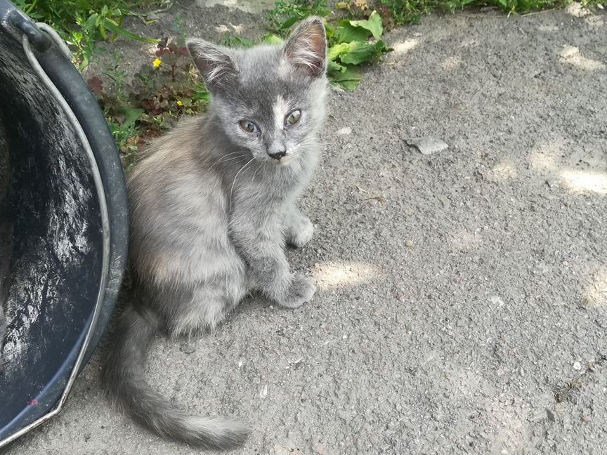 Отдам бесплатно