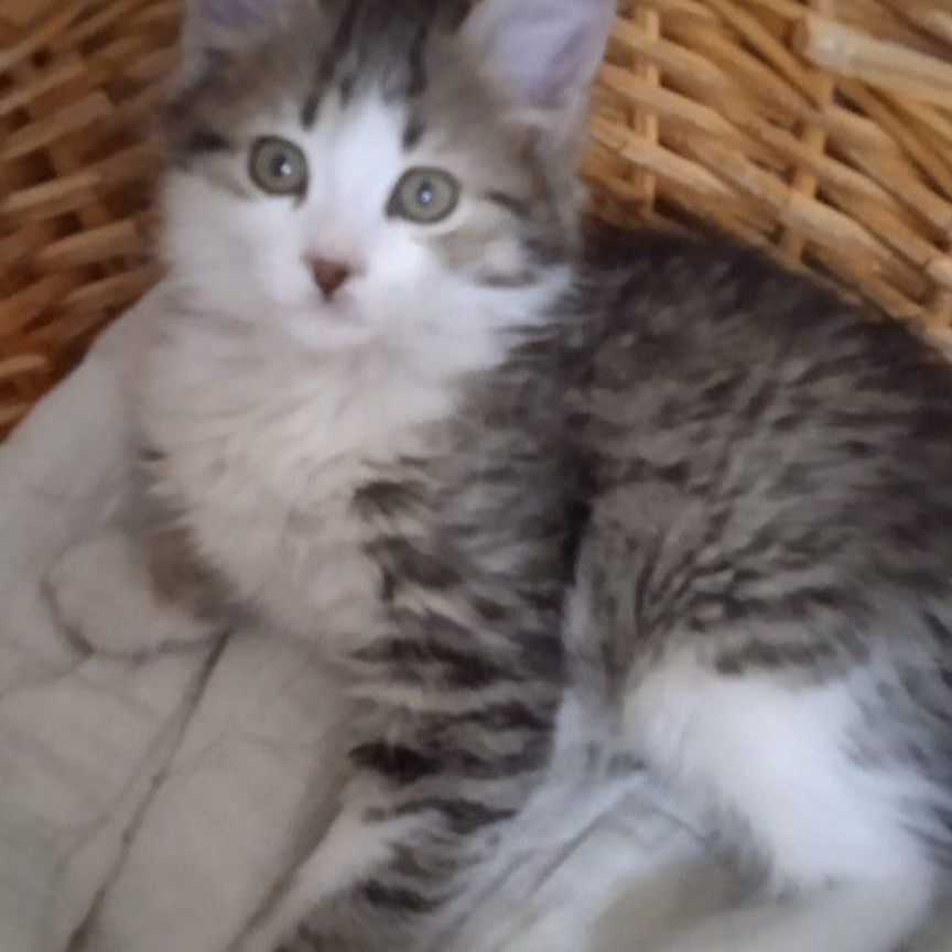 Хорошенький котенок малыш