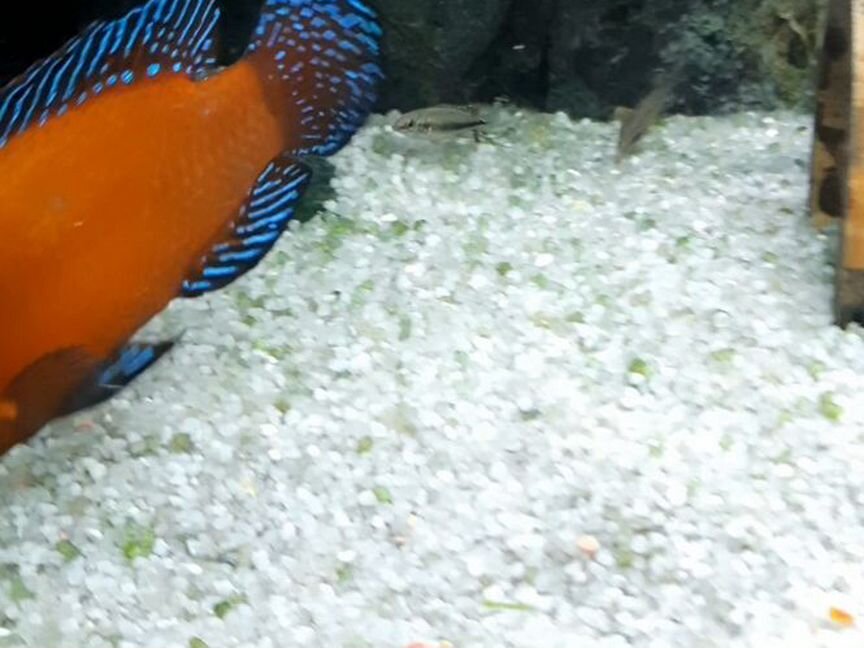 Рыба хемихромис эксул