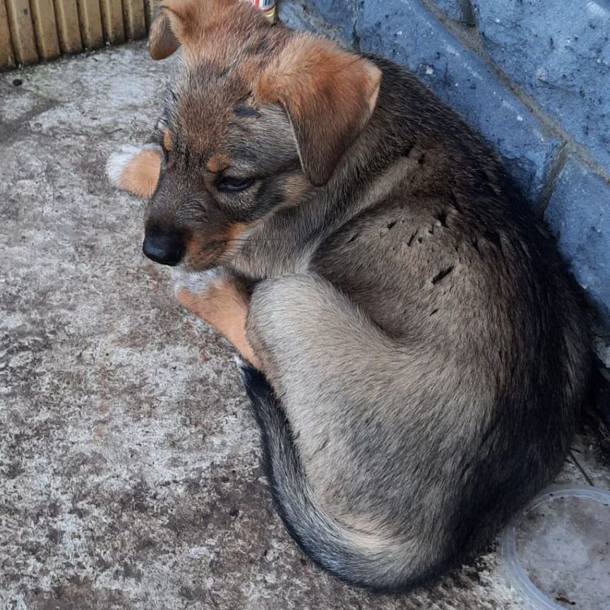 Щенок в добрые руки