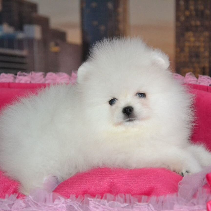 Красивые малыши шпиц