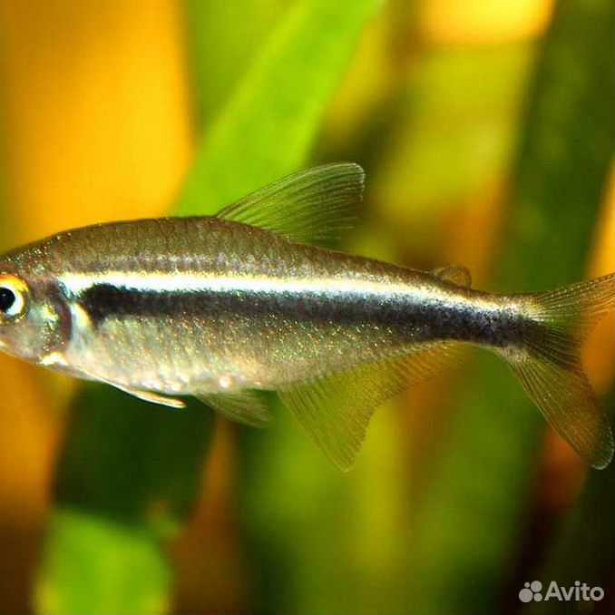 Неон чёрный (Hyphessobrycon herbertaxelrodi)