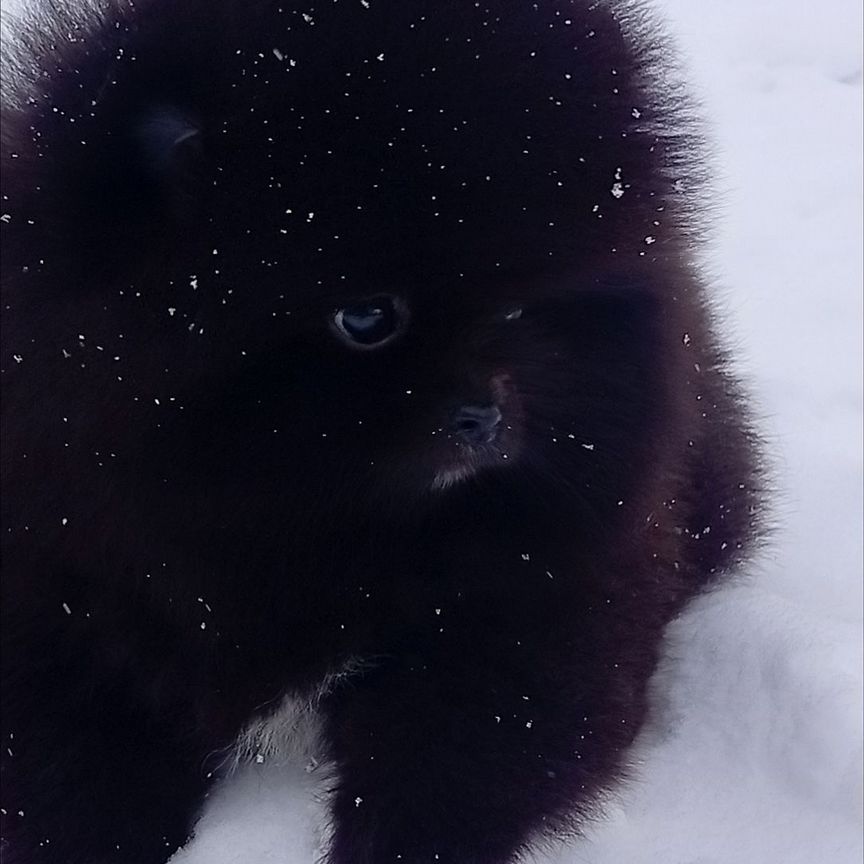 Померанский шпиц, щенок