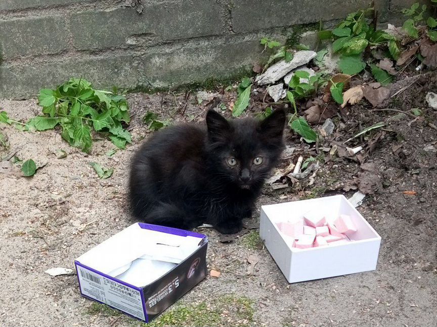 Черный котенок в добрые руки