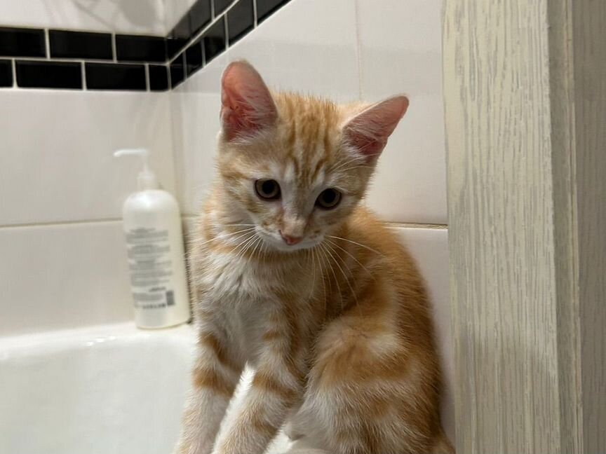 Кот