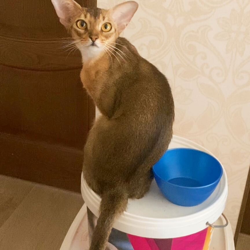 Абиссинская кошка